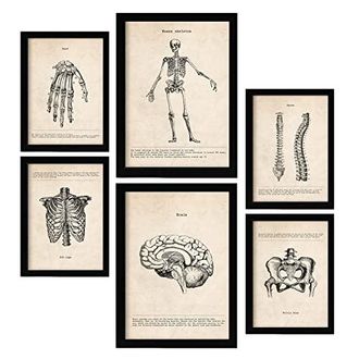 Nacnic Squelette Affiches. Illustrations M&eacute;dicales de Style Vintage de lanatomie, des Parties du Corps, des Os et des Muscles. Design dint&eacute;rieur et d&eacute;coratio