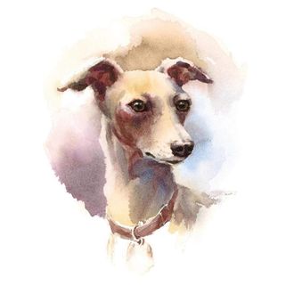 Wee Blue Coo Artery8 Hund Italienisches Windspiel Kunstplakat Ungerahmter Druck 30x40 cm