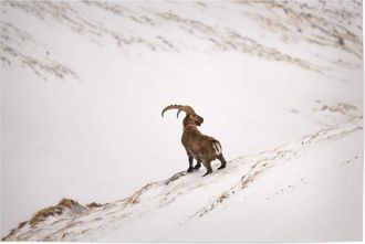 artboxONE Poster 60x40 cm Natur King of The Mountain hochwertiger Design Kunstdruck - Bild Steinbock Capricorn Cold