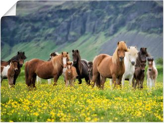Artland Wanddeko Poster & Kunstdrucke Wandposter 80x60 cm Pferd Wildpferde Herde Isländer Island Tiere Natur Landschaft Blumen T1SL