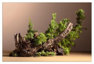 Wallario selbstklebendes Poster - Komposition aus Holz und Gr&uuml;n, Aufkleber in Premiumqualit&auml;t, Klebefolie Gr&ouml;&szlig;e: 61 x 91,5 cm (Maxiposter)