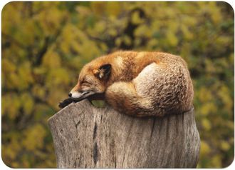 Fabulous Platzset mit Unterseite aus Kork, Motiv: Fuchs, schlafend auf einem Stamm, gro&szlig;, 39,5 x 28,5 cm