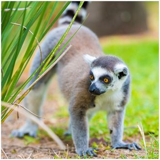 Wallario Sticker/Aufkleber f&uuml;r K&uuml;hlschrank/Geschirrsp&uuml;ler/K&uuml;chenschr&auml;nke, Selbstklebende Folie - 60 x 60 cm, Motiv: Katta auf Entdeckungstour