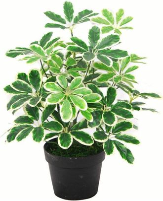 Leaf K&uuml;nstlicher Schefflera Arboricola Regenschirm, 55 cm, schwarzer Kunststoff-Topf, Verschiedene Pflanzen, Hell