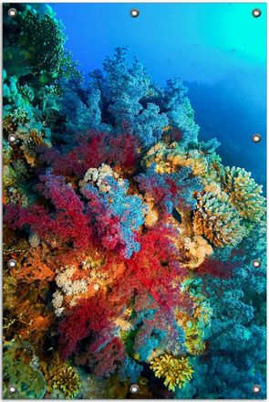 Wallario Outdoor-Poster f&uuml;r Garten oder Balkon Farbenfrohes Korallenriff, Motivbanner Gr&ouml;&szlig;e: ca. 80 x 120 cm, Outdoor-Bild