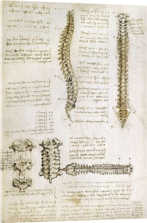Posterlounge Die Wirbelsäule Acrylglasbild von Leonardo da Vinci 30 x 40 cm Beige Wandbilder Wanddeko
