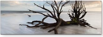 Paul Sinus Art Leinwandbilder | Bilder Leinwand 120x40cm Baumstumpf am Strand