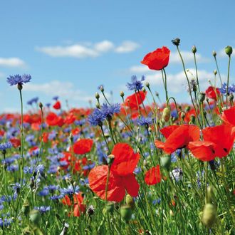 1art1 Blumen Poster Wildblumen-Wiese Mit Mohn- Und Kornblumen Kunstdruck Bild 40x40 cm