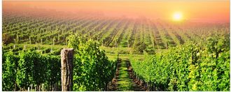 Wallario Glasbild Weinberg mit untergehender Sonne - 50 x 125 cm Wandbilder Glas in Premium-Qualit&auml;t: Brillante Farben, freischwebende Optik