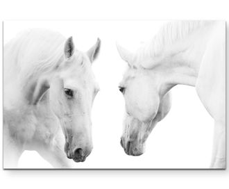 Paul Sinus Art Leinwandbilder | Bilder Leinwand 120x80cm zwei stolze weiße Pferde