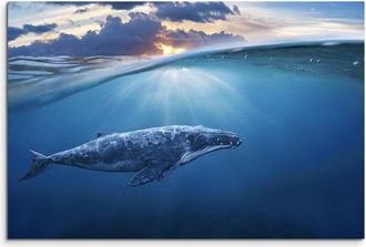 Paul Sinus Art Sinus Art Wandbild 120x80cm Bild - Unterwasser Blauwal