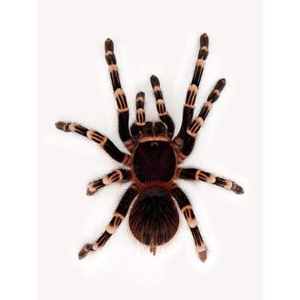 Wee Blue Coo Redknee Tarantula Spider Arachnid Art Print Poster Wall Decor Kunstdruck Poster Wand-Dekor-12X16 Zoll