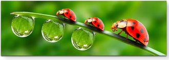 Paul Sinus Art Leinwandbilder | Bilder Leinwand 150x50cm Marienkäferfamilie auf taunassem Grashalm - Nahaufnahme