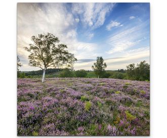 Paul Sinus Art Leinwandbilder | Bilder Leinwand 60x60cm bl&uuml;hende Heidelandschaft