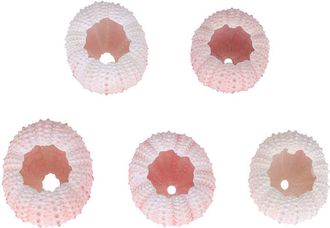 Garneck 5 stücke natürliche seeigel Muscheln Muscheln Tillandsia Container DIY handgemachte Luft Pflanzen pflanztöpfe (rosa)