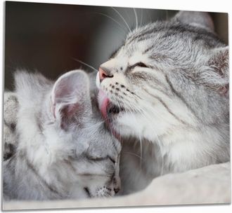 Wallario Herdabdeckplatte/Spritzschutz aus Glas, 1-teilig, 60x52cm mit 8mm hohen Füßen, für Ceran- und Induktionsherde, Süße kleine getigerte Katzenbabys