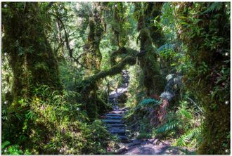 Wallario Outdoor-Poster f&uuml;r Garten oder Balkon Weg durch den Mooswald, Motivbanner Gr&ouml;&szlig;e: ca. 120 x 180 cm, Outdoor-Bild