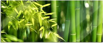 Pixxprint Glasbild Panorama, Wandbild aus Echtglas, Bambus mit Blättern, 120x50 cm, inkl. Aufhängung und Abstandshalter