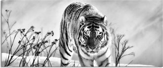 Pixxprint Glasbild Panorama, Wandbild aus Echtglas, Tiger, Schnee, 120x50 cm, inkl. Aufh&auml;ngung und Abstandshalter