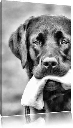Pixxprint schwarzer Labrador mit Spielzeug, Größe: 80x60cm, Leinwandbild, fertig gespannt, Wandbild, Dekoration, Kunstdruck, kein Poster