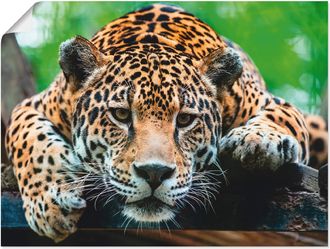 Artland Wanddeko Poster & Kunstdrucke Wandposter 60x45 cm Tiere Wildtiere Raubkatze Fotografie Braun Südamerikanischer Jaguar T5FI