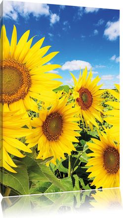 Pixxprint Sonnenblumenwiese unter Himmel als, Größe: 100x70cm, Leinwandbild, fertig gespannt, Wandbild, Dekoration, Kunstdruck, kein Poster