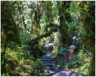 Wallario Poster - Weg durch den Mooswald in Premiumqualit&auml;t, Gr&ouml;&szlig;e: 40 x 50 cm