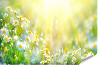 Islandburner XXL Bild Poster Sch&ouml;ne Naturszene Bl&uuml;hende Kamillen Sonnenfackeln Premium Bilder Fotodruck HVUF-PGR