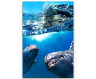 Paul Sinus Art Leinwandbilder | Bilder Leinwand 90x60cm zwei neugierige Delfine im Meer