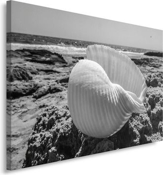 Feeby Wandbild - 1 Teilig - 50x70 cm, Leinwand Bild Leinwandbilder Bilder Wandbilder Kunstdruck, MUSCHEL, NATUR, MEERESBLICK, SCHWARZ-WEI&szlig;