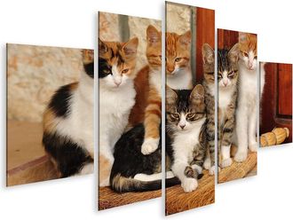 Islandburner Bild auf Leinwand Kleine Katzen Bilder Wandbilder Poster HRJY-MFP