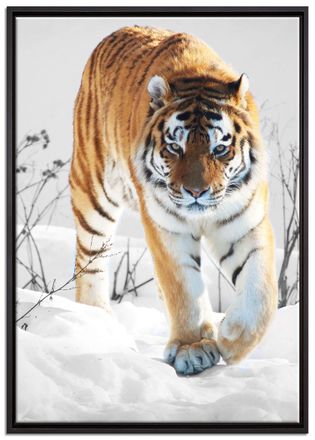 Pixxprint Großer Wilder Tiger im Schnee Leinwandbild 100x70 cm im Bilderahmen, Wandbild, Schattenfugenrahmen, Kein Poster