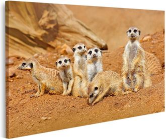 Islandburner Bild auf Leinwand Erdmännchen Familie in der Sonne Bilder Wandbilder Poster