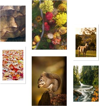 Nacnic Set mit 6 Postern Kanadischer Herbst, Rot, Gelb und Braun. Natur und Inspiration Designillustrationen zur Dekoration der W&auml;nde Ihres Zuhauses. R&auml;ume A