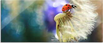 Pixxprint Glasbild Panorama, Wandbild aus Echtglas, Marienk&auml;fer auf Pusteblume, 120x50 cm, inkl. Aufh&auml;ngung und Abstandshalter