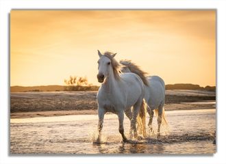 Wallario selbstklebendes Poster - Pferde im Abendlicht, Aufkleber in Premiumqualit&auml;t, Klebefolie Gr&ouml;&szlig;e: 70 x 100 cm (Riesenposter)