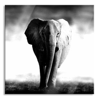 Pixxprint Glasbild, Wandbild auf Echtglas, Elefant im Alleingang, 50x50 cm, inkl. Aufh&auml;ngung und Abstandshalter