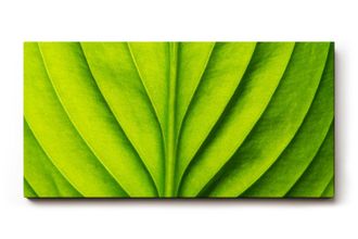 Paul Sinus Art Sinus Art Wandbild 120x60cm Die symmetrische Blattstruktur bringt Ordnung, Frische und natürliche Ruhe in den Raum