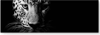 Paul Sinus Art Leinwandbilder | Bilder Leinwand 120x40cm Portrait eines Leoparden schwarzwei&szlig;