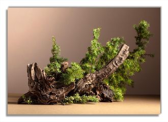 Wallario selbstklebendes Poster - Komposition aus Holz und Gr&uuml;n, Aufkleber in Premiumqualit&auml;t, Klebefolie Gr&ouml;&szlig;e: 70 x 100 cm (Riesenposter)