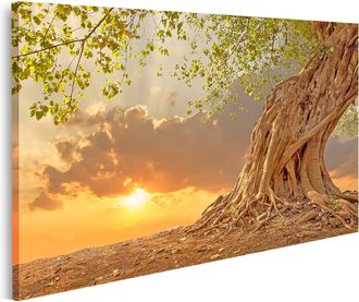 Islandburner Prime Bild auf Leinwand Alter Baum im Wald bei Sonnenaufgang in Orange Wandbild Poster Leinwandbild Bilder ABAD