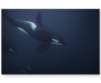 Paul Sinus Art Leinwandbilder | Bilder Leinwand 120x80cm Orca im Fjord