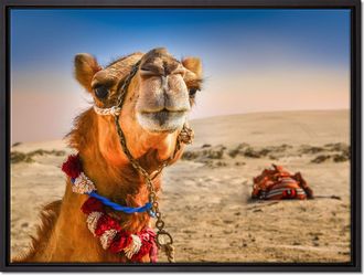 Pixxprint Lustiges Kamel in Wüste Leinwandbild 80x60 cm im Bilderahmen, Wandbild, Schattenfugenrahmen, Kein Poster