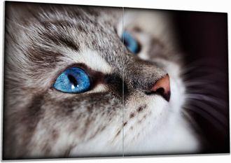 Wallario Herdabdeckplatte/Spritzschutz aus Glas, 2-teilig, 80x52cm, für Ceran- und Induktionsherde, Katze mit strahlend blauen Augen