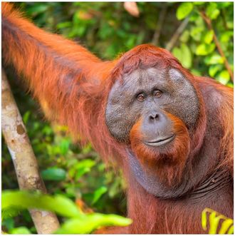 Wallario Sticker/Aufkleber f&uuml;r K&uuml;hlschrank/Geschirrsp&uuml;ler/K&uuml;chenschr&auml;nke, Selbstklebende Folie - 60 x 60 cm, Motiv: Orang-Utan im Regenwald