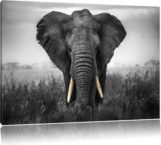 Pixxprint prachtvoller Elefant B&W, Größe: 100x70cm, Leinwandbild, fertig gespannt, Wandbild, Dekoration, Kunstdruck, kein Poster