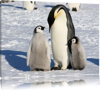 Pixxprint Kaiserpinguin mit Küken, Größe: 80x60cm, Leinwandbild, fertig gespannt, Wandbild, Dekoration, Kunstdruck, kein Poster