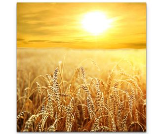 Paul Sinus Art Leinwandbilder | Bilder Leinwand 60x60cm Sonnenuntergang &uuml;ber reifenden Weizenfeld
