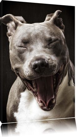 Pixxprint Lachender Pitbull, Größe: 100x70cm, Leinwandbild, fertig gespannt, Wandbild, Dekoration, Kunstdruck, kein Poster