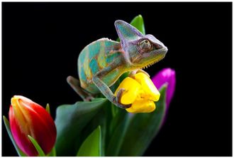 Wallario K&uuml;chenr&uuml;ckwand aus Glas 90 x 60 cm, Motiv: Cham&auml;leon im Bl&uuml;tenmeer | Spritzschutz abwischbar & pflegeleicht